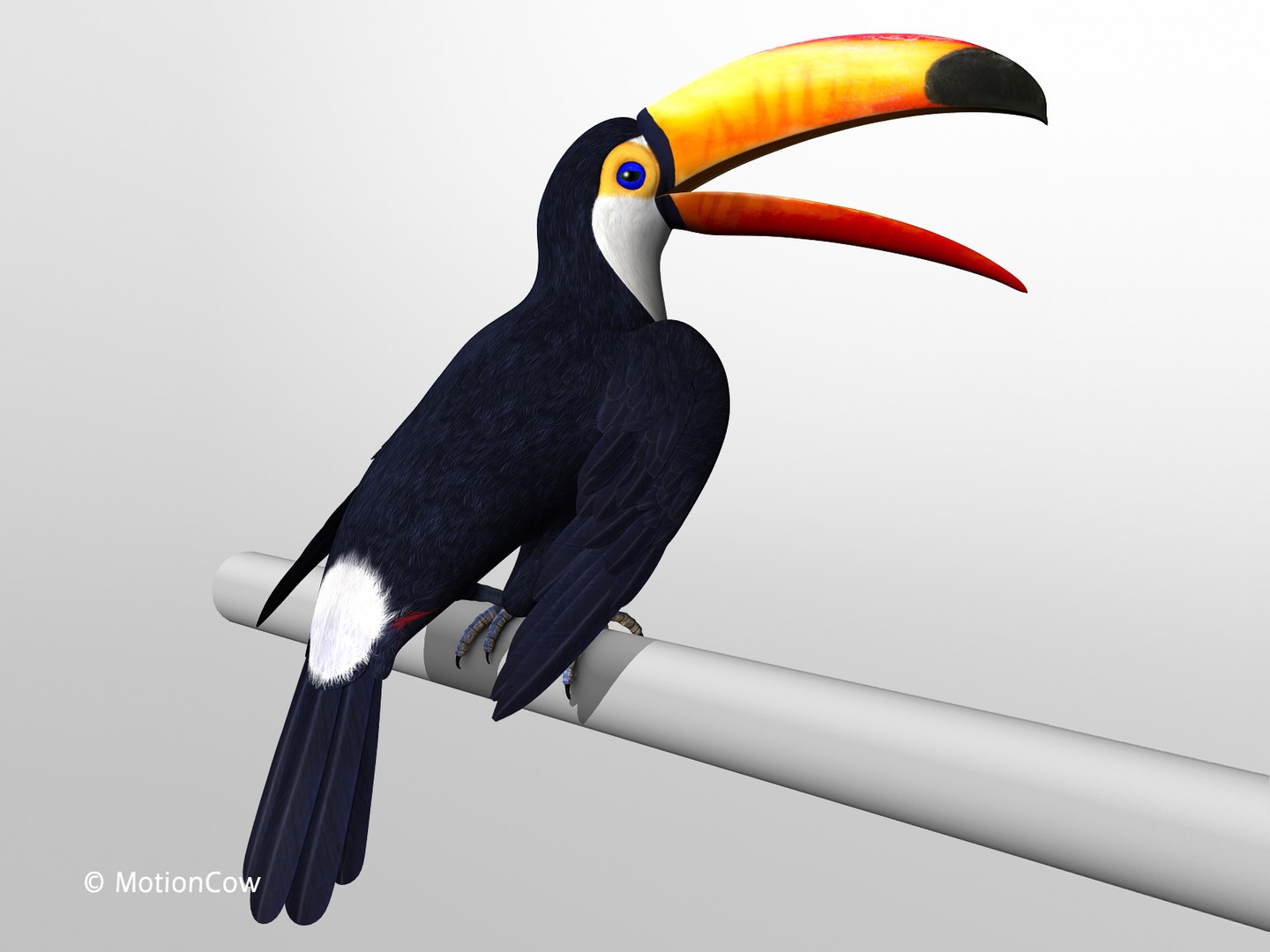 3d Model Of Realistic Toucan Wings Folded
