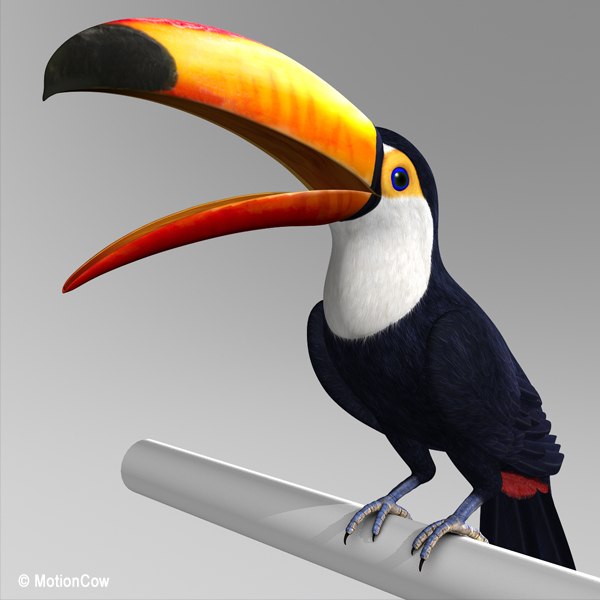 3d model of realistic toucan wings folded