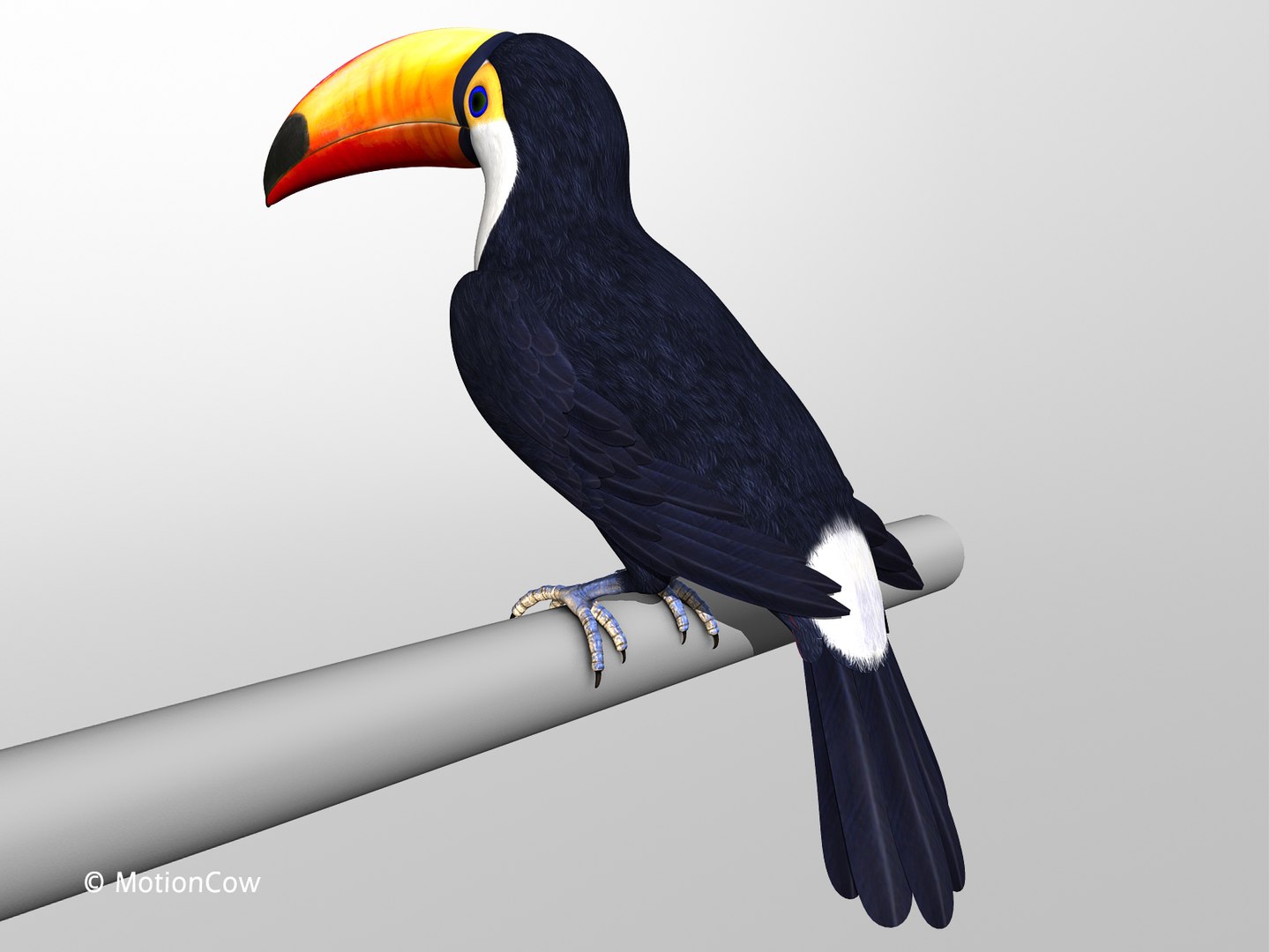 3d Model Of Realistic Toucan Wings Folded
