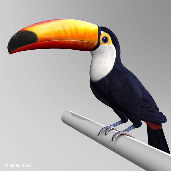 3d model of realistic toucan wings folded