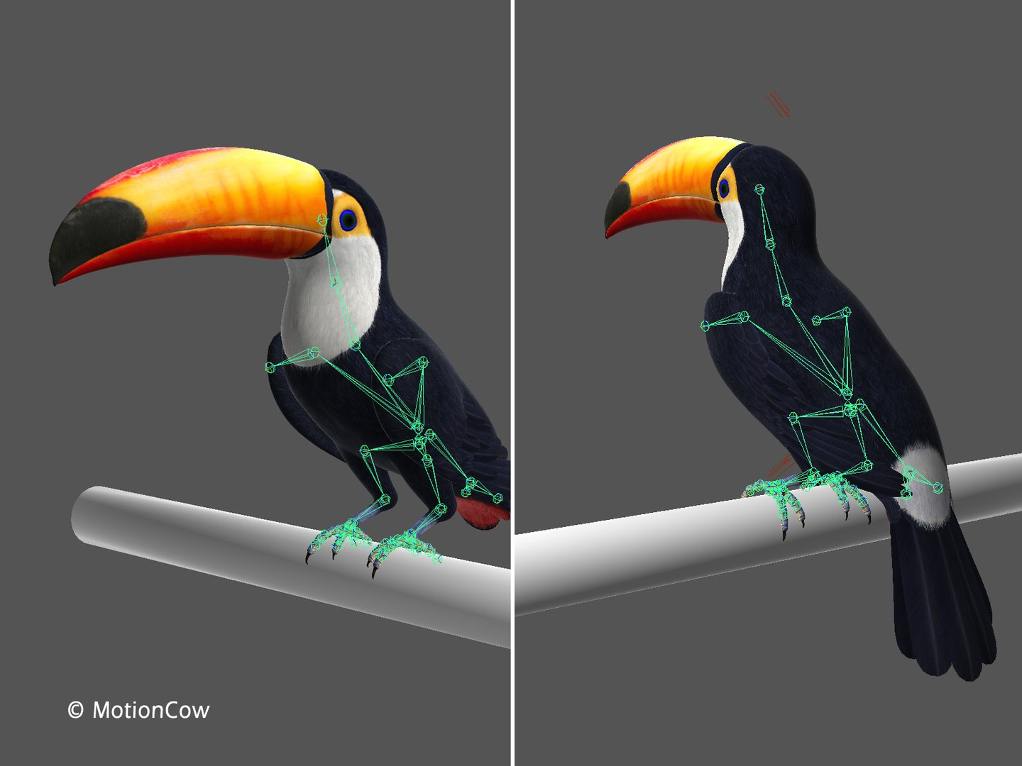3d Model Of Realistic Toucan Wings Folded
