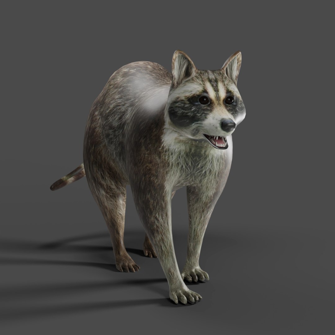 3D Model Raccoon Rigged Animation In Blender - TurboSquid 2009520