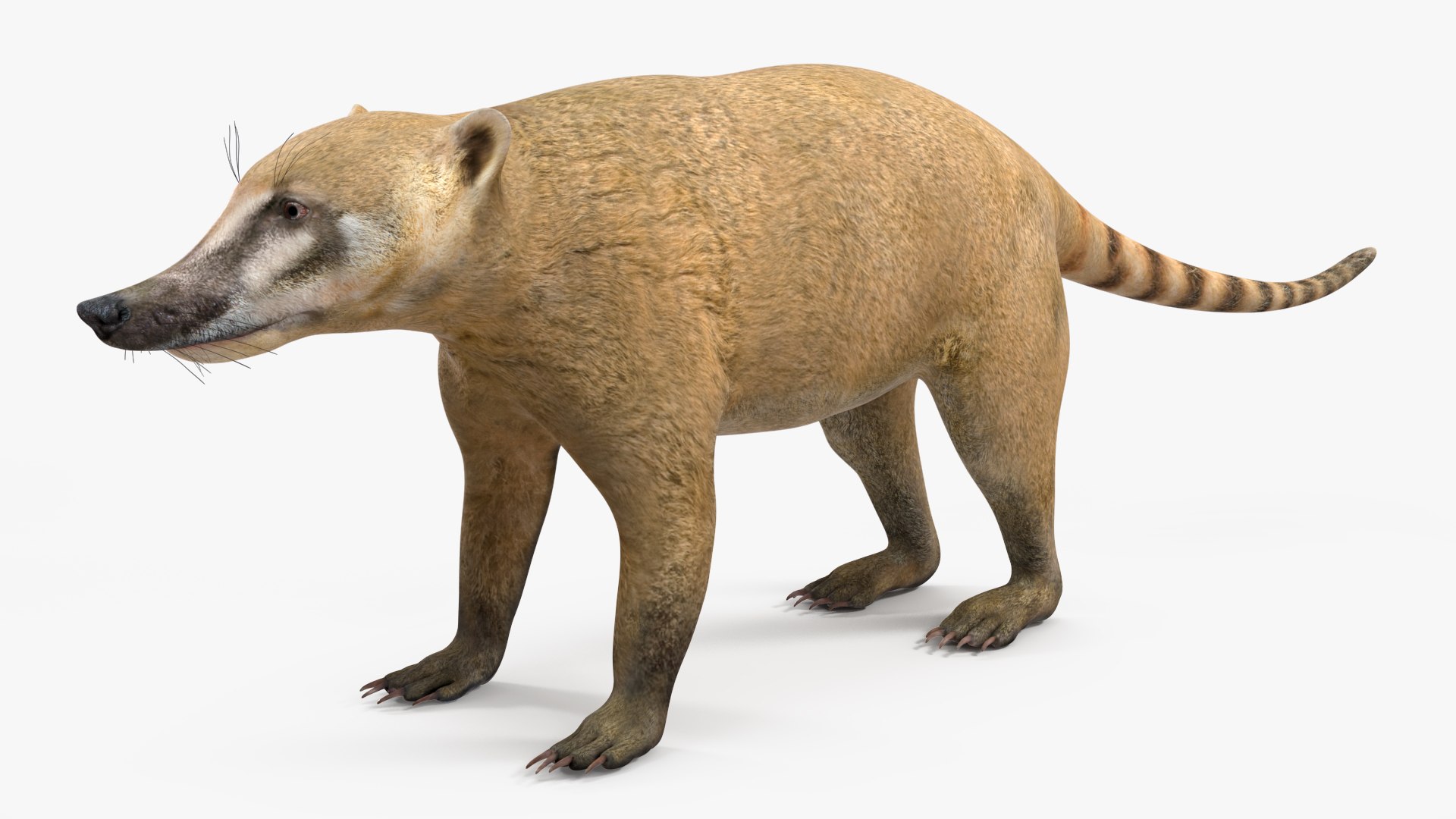 Mountain Coati Basic Pose 3D Model - TurboSquid 2191932