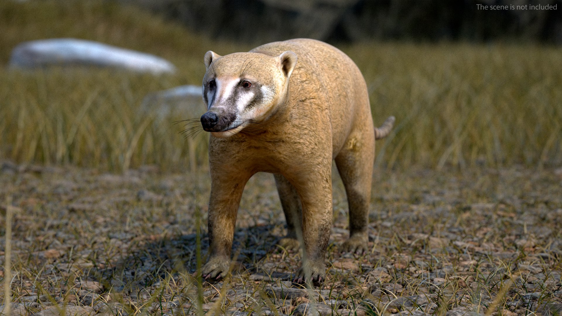 Mountain Coati Basic Pose 3D Model - TurboSquid 2191932