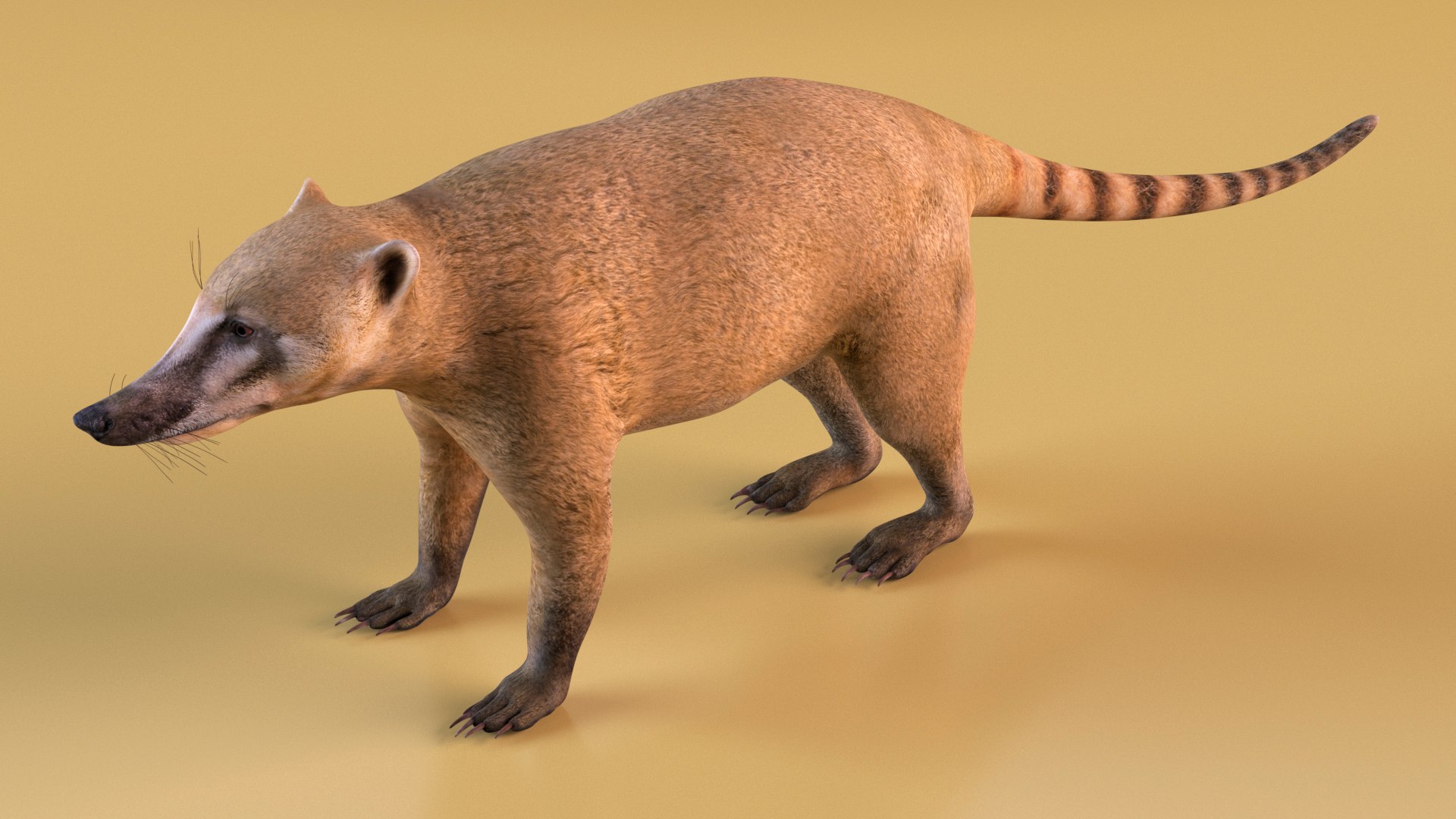 Mountain Coati Basic Pose 3D Model - TurboSquid 2191932