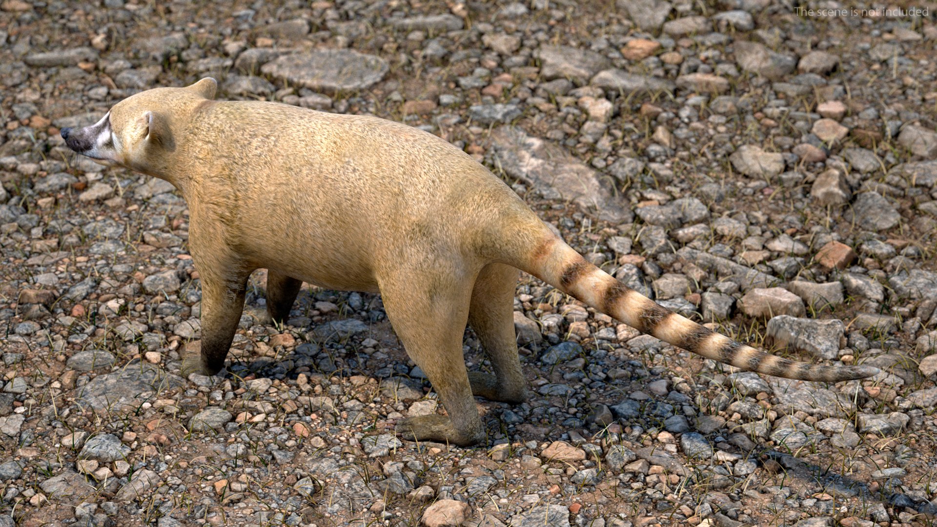 Mountain Coati Basic Pose 3D Model - TurboSquid 2191932