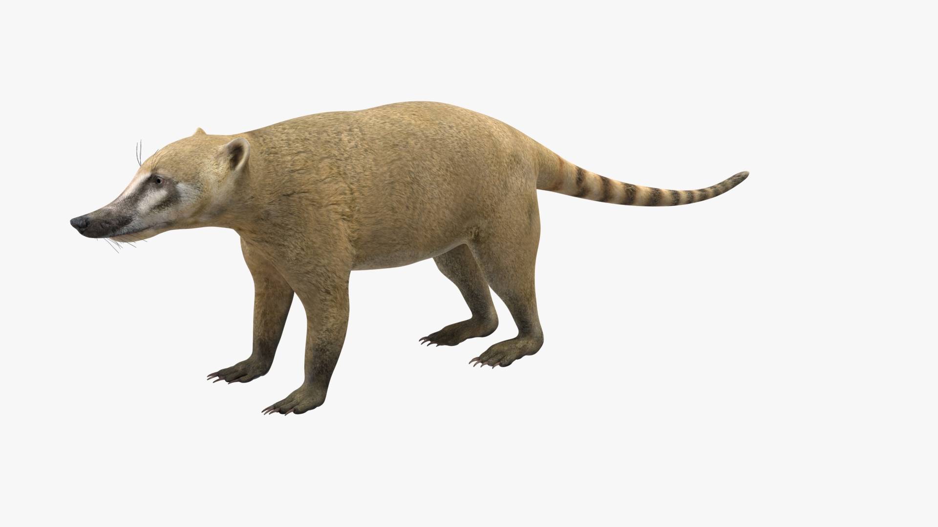 Mountain Coati Basic Pose 3D Model - TurboSquid 2191932