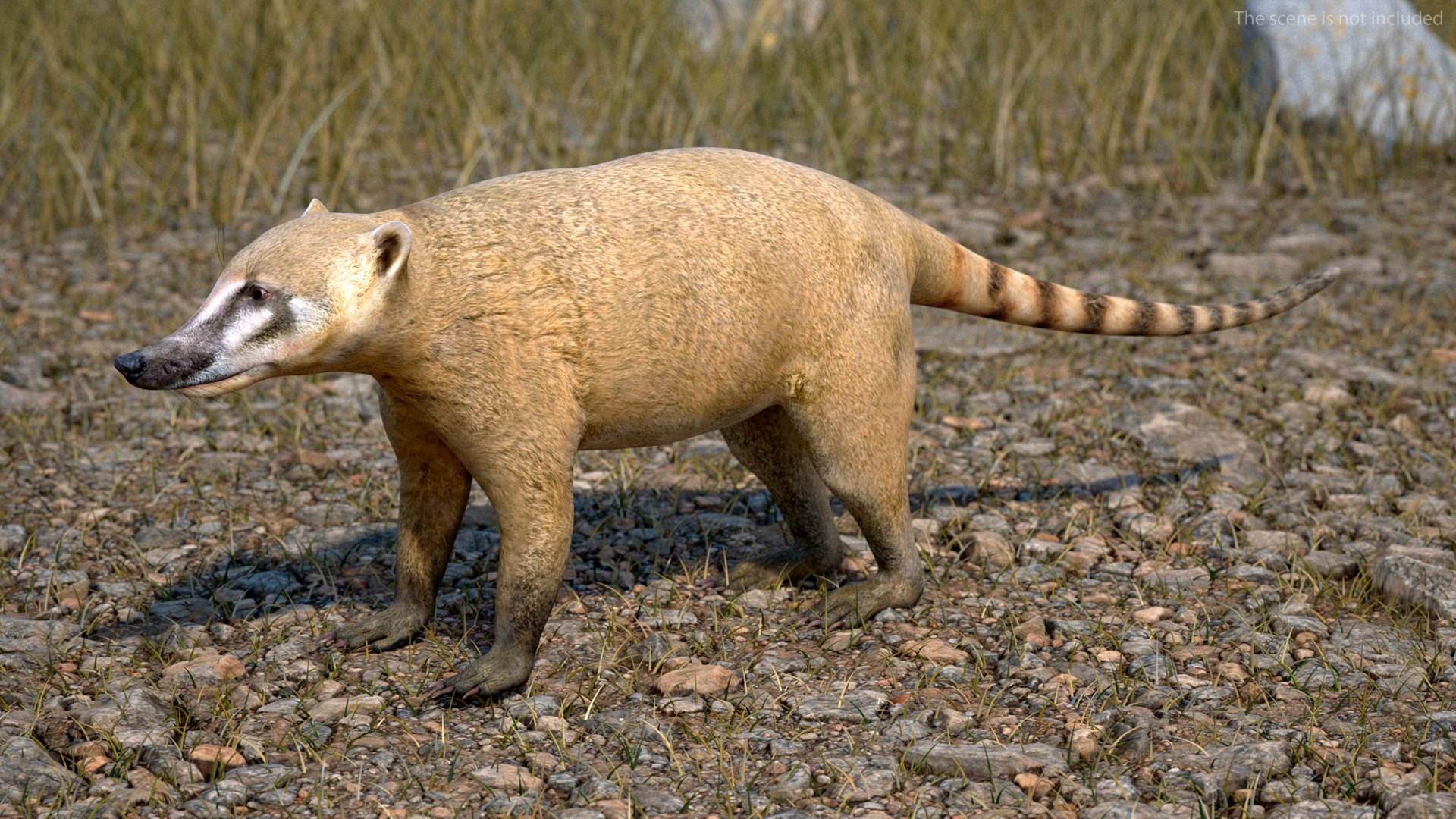 Mountain Coati Basic Pose 3D Model - TurboSquid 2191932