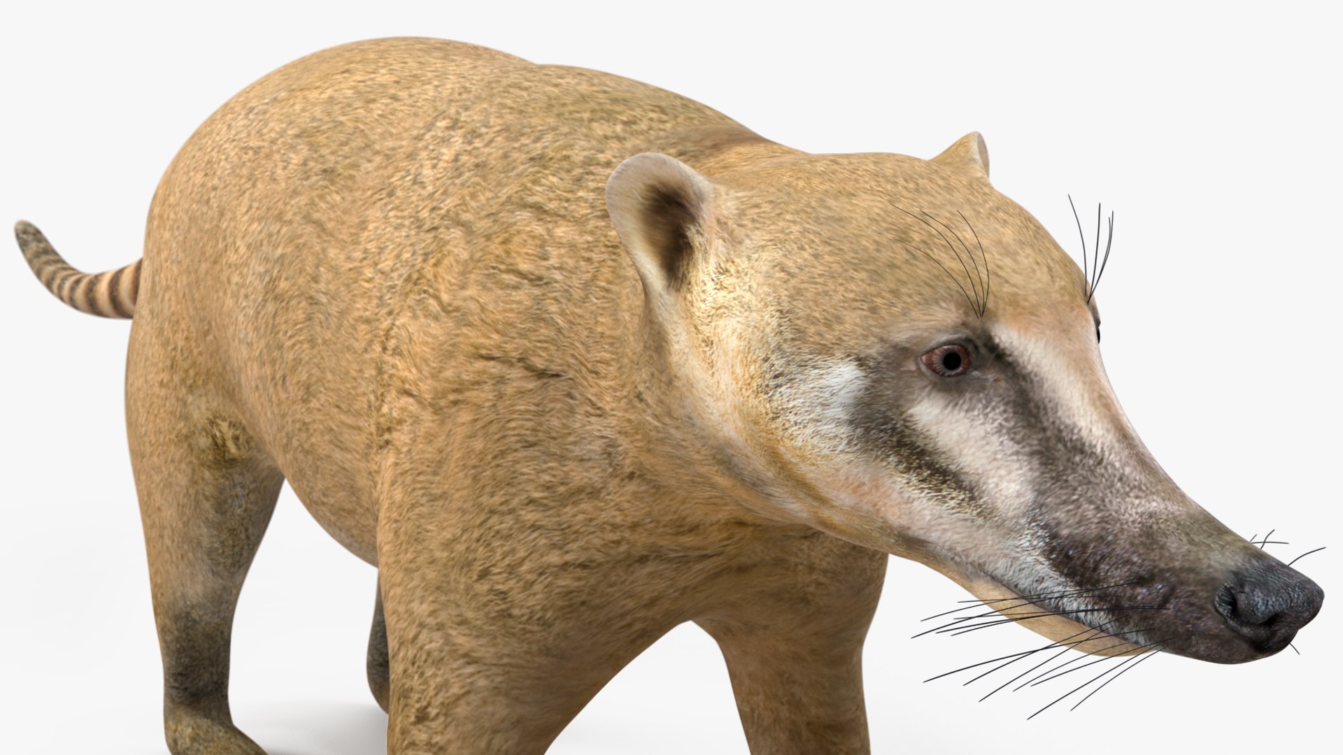Mountain Coati Basic Pose 3D Model - TurboSquid 2191932