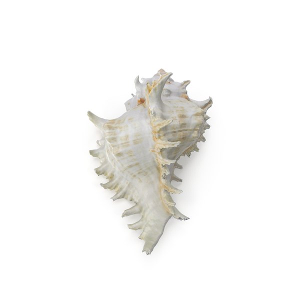Conch Shell 3D Models for Download | TurboSquid