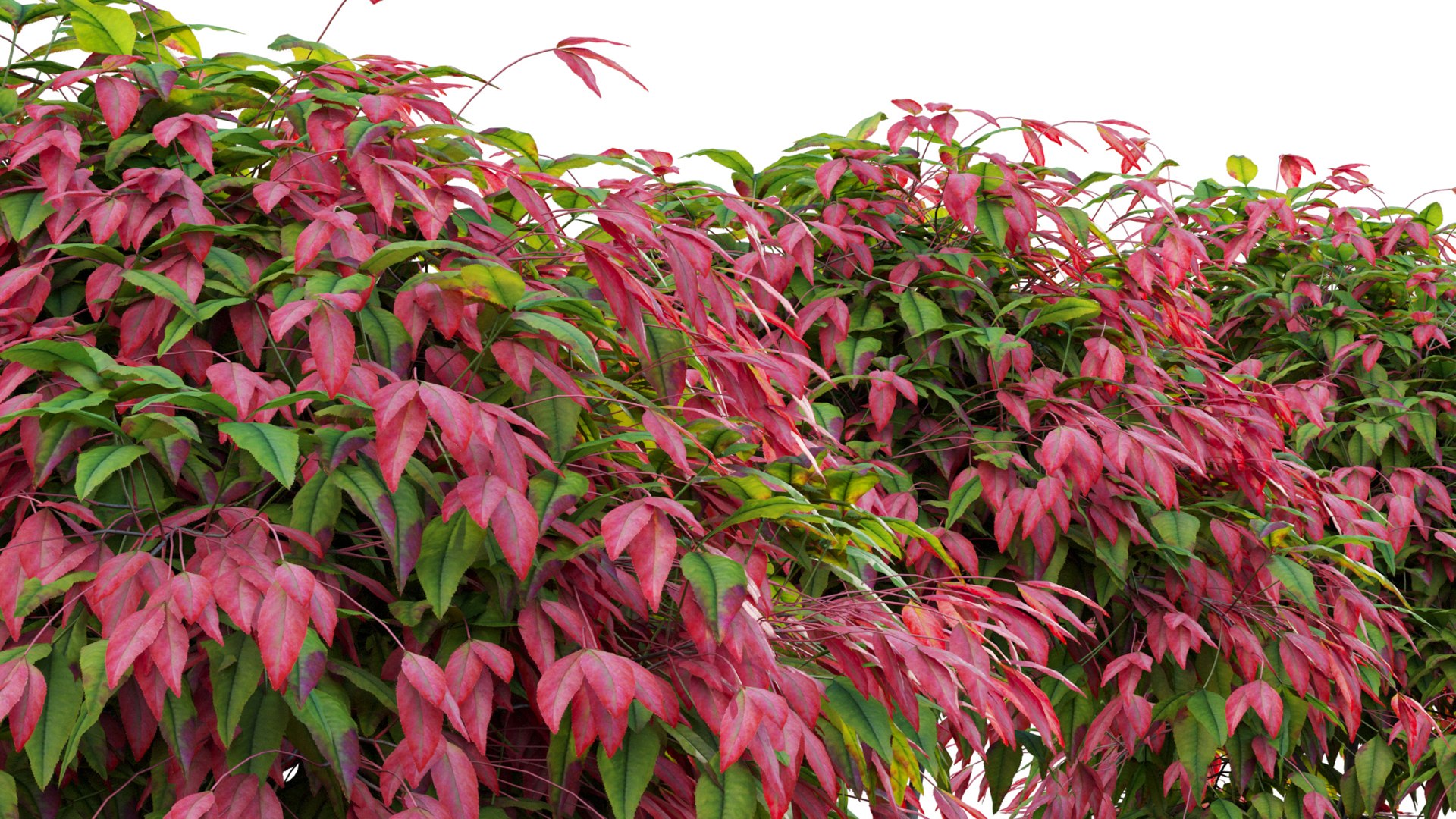 Nandina Domestica Pygmaea - Dwarf Sacred Bamboo 3D - TurboSquid 2126558