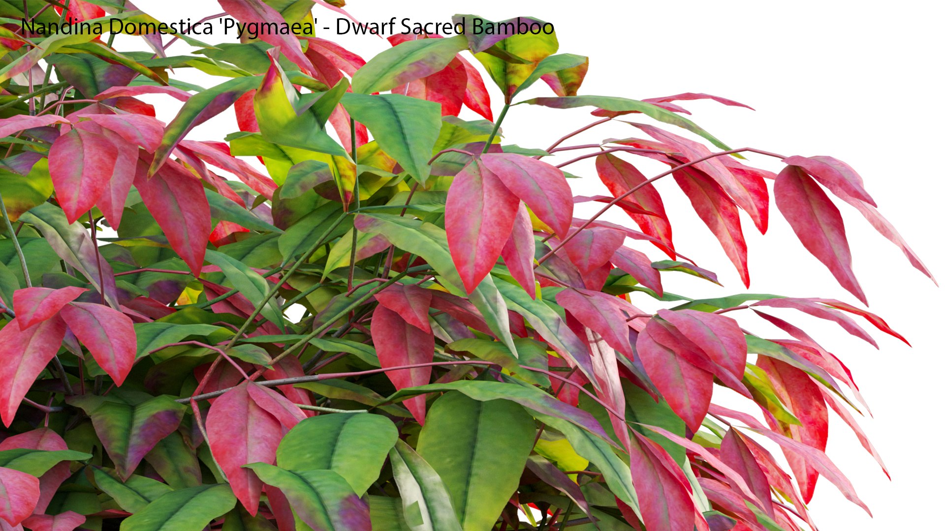 Nandina Domestica Pygmaea - Dwarf Sacred Bamboo 3D - TurboSquid 2126558