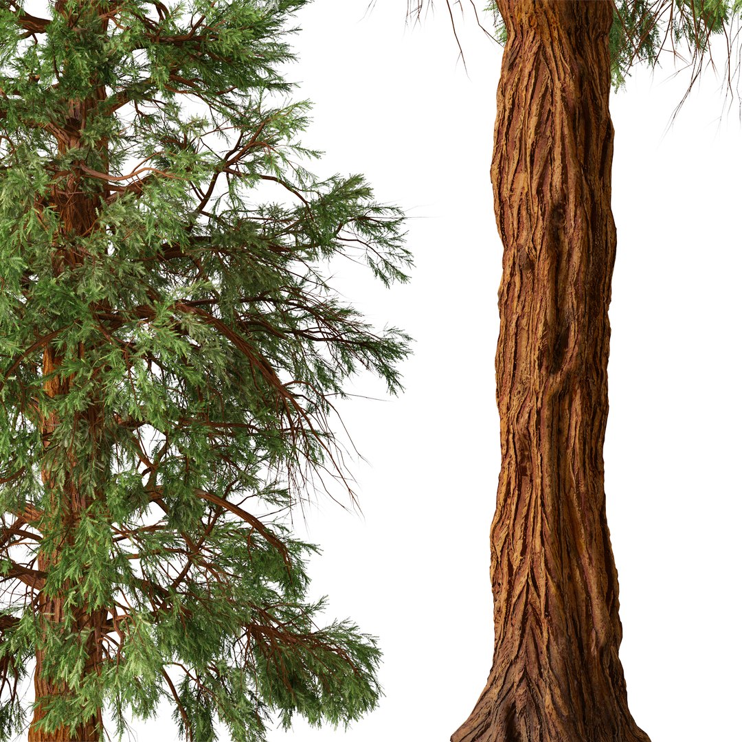 3D Set Of Giant Redwood Or Boxing Tree Model - TurboSquid 1968243