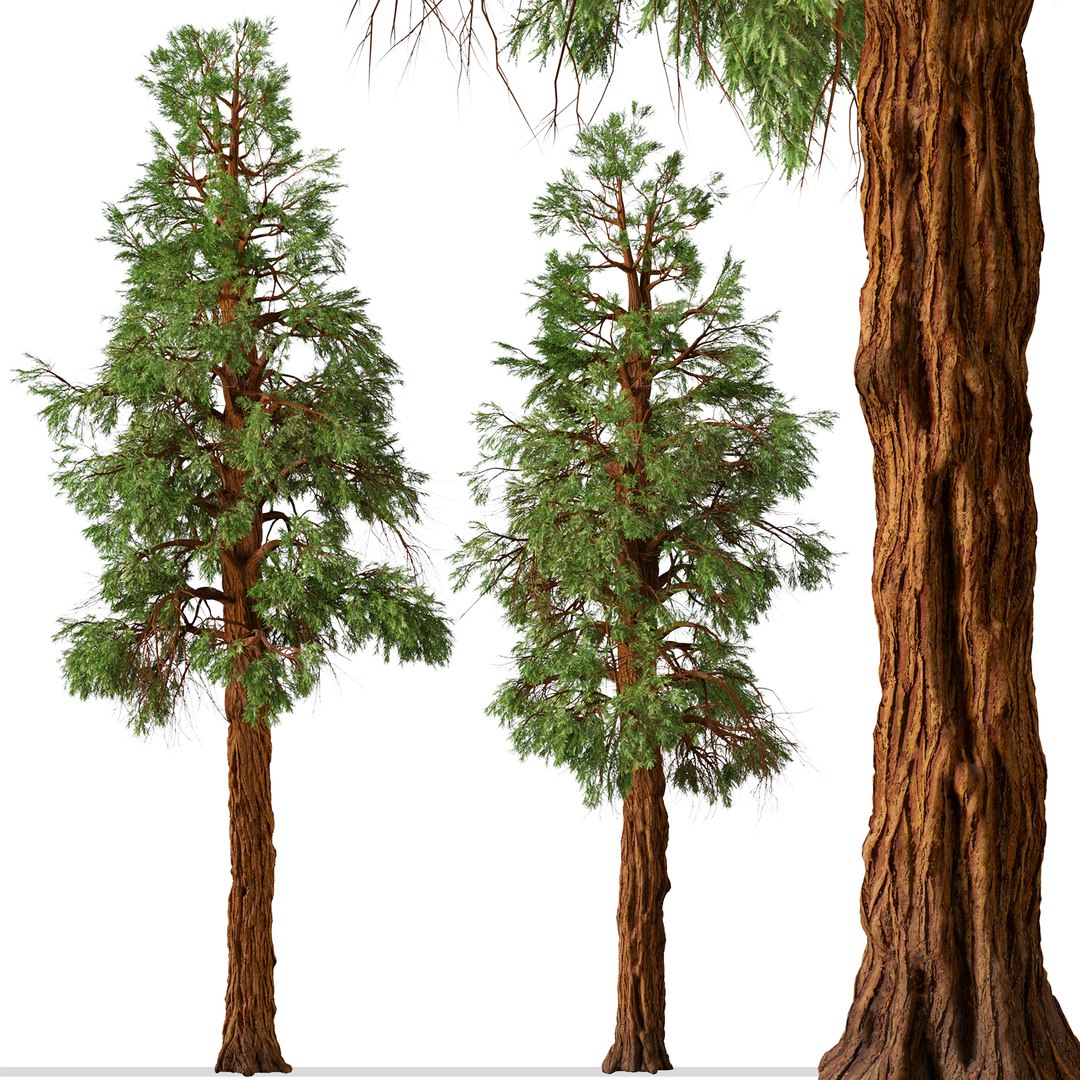 3D Set Of Giant Redwood Or Boxing Tree Model - TurboSquid 1968243