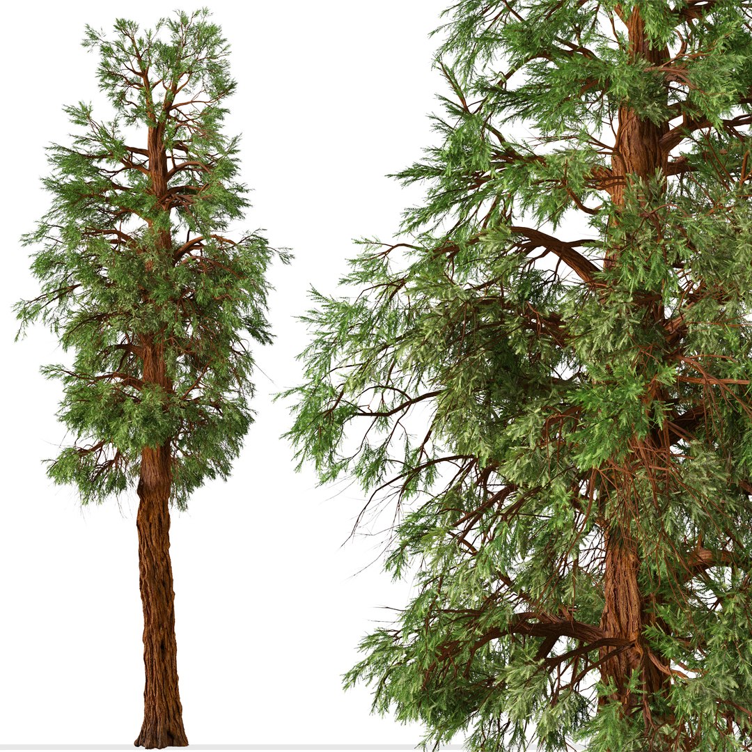 3D Set Of Giant Redwood Or Boxing Tree Model - TurboSquid 1968243