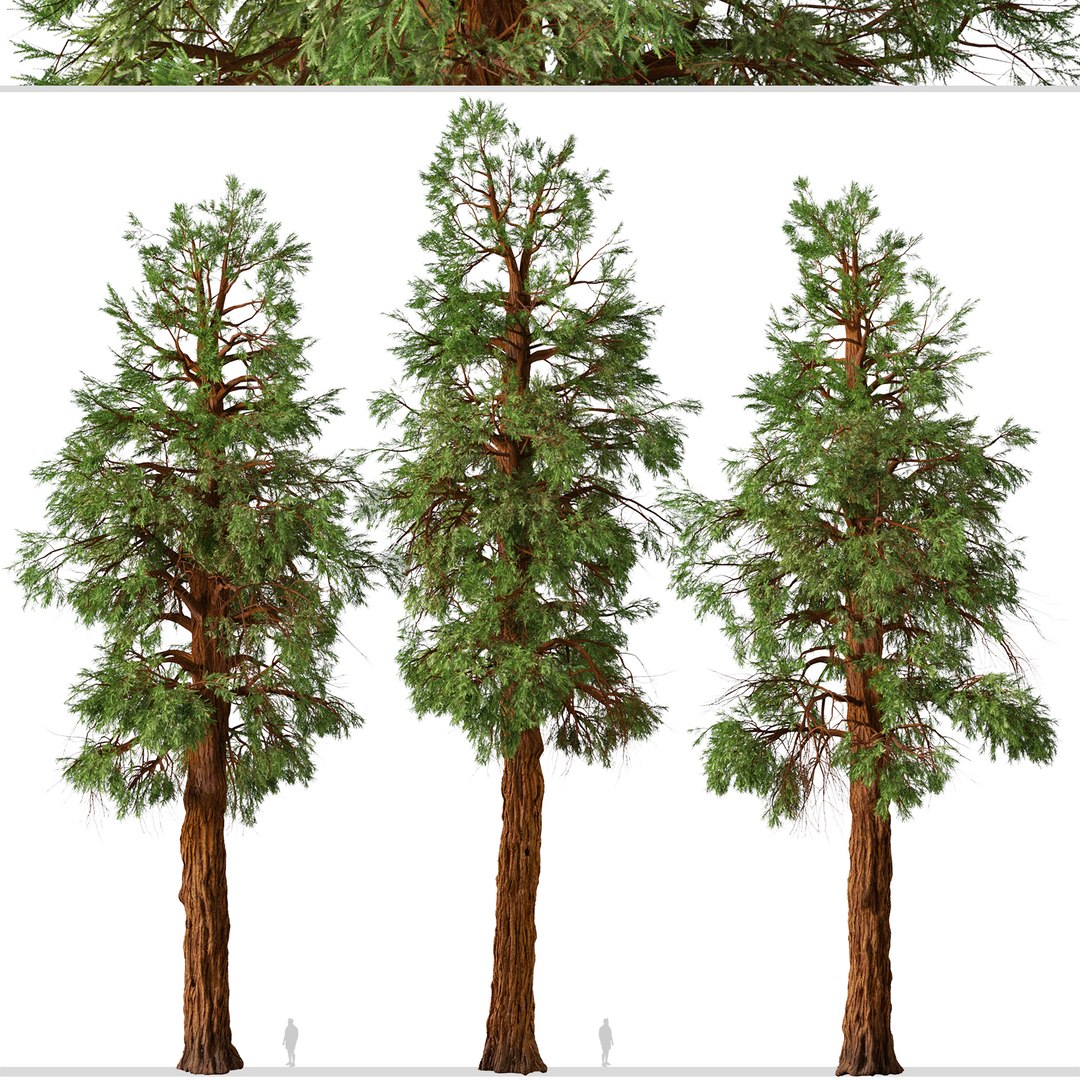 3D Set Of Giant Redwood Or Boxing Tree Model - TurboSquid 1968243