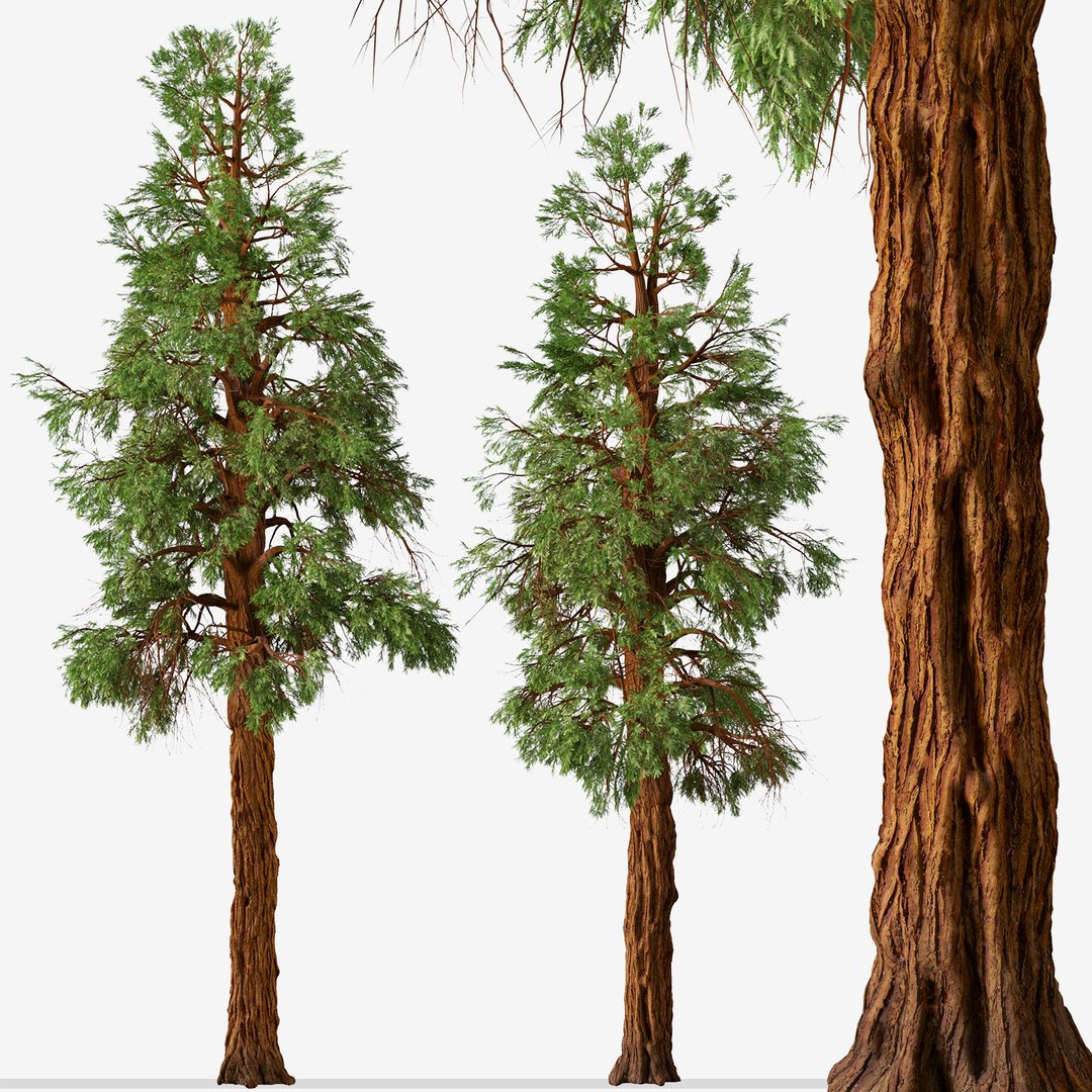 3D Set Of Giant Redwood Or Boxing Tree Model - TurboSquid 1968243