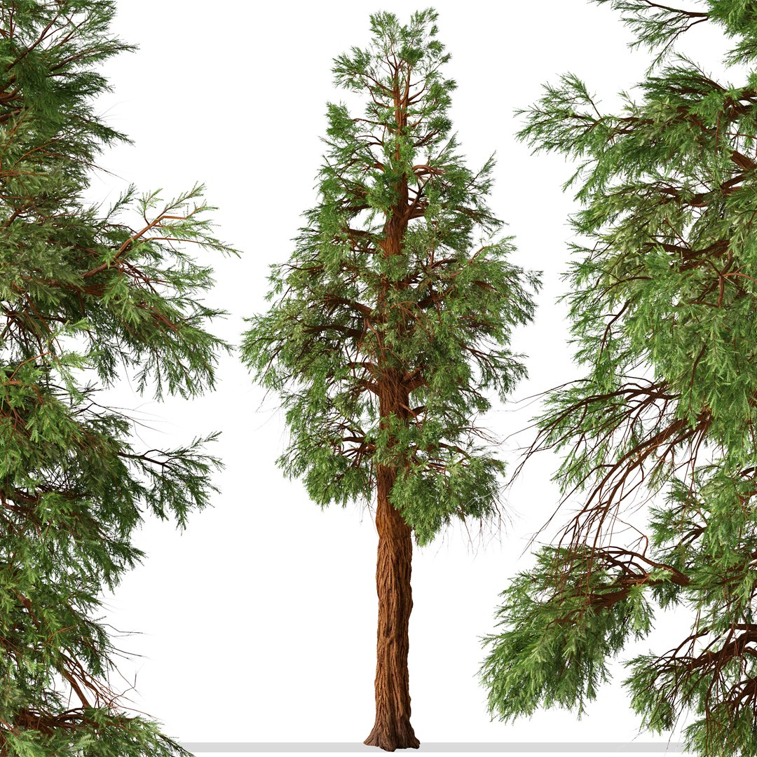 3D Set Of Giant Redwood Or Boxing Tree Model - TurboSquid 1968243