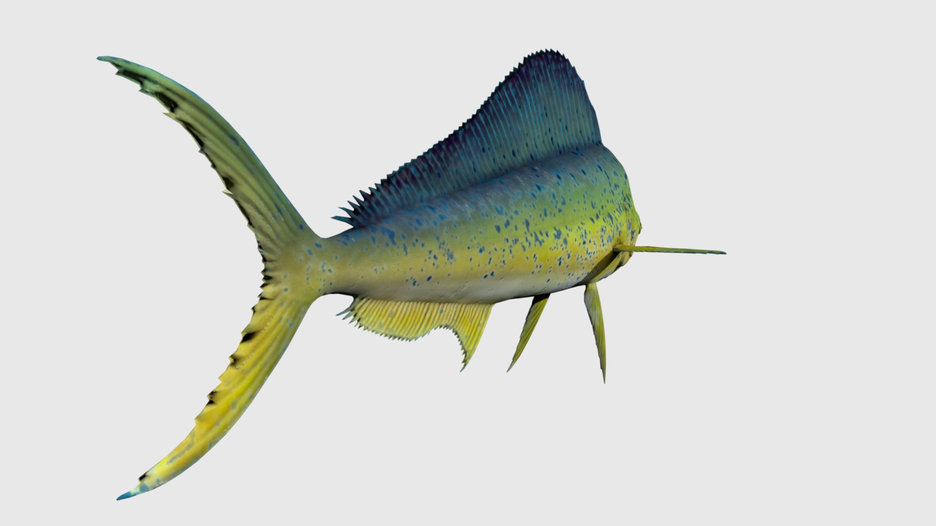 3D Mahi Fish Model - TurboSquid 2335759
