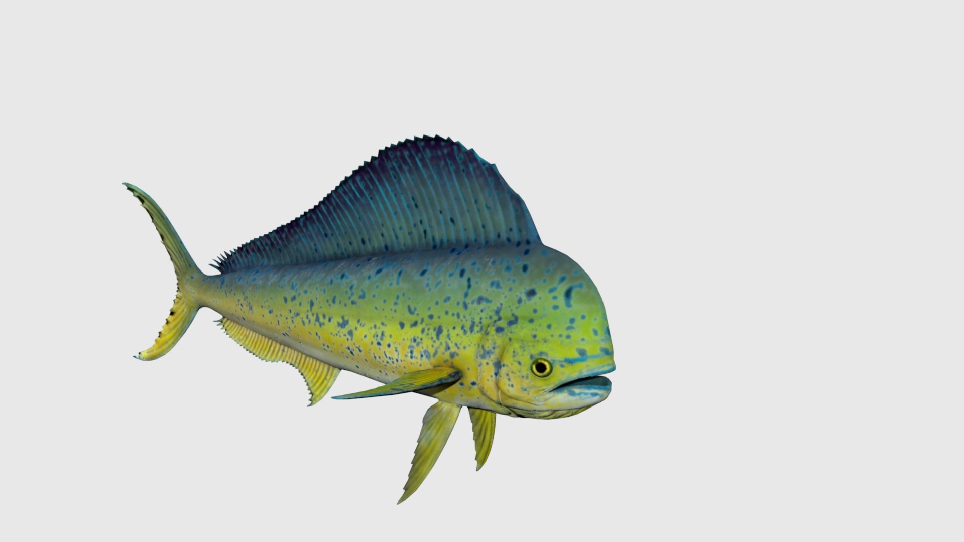 3D Mahi Fish Model - TurboSquid 2335759
