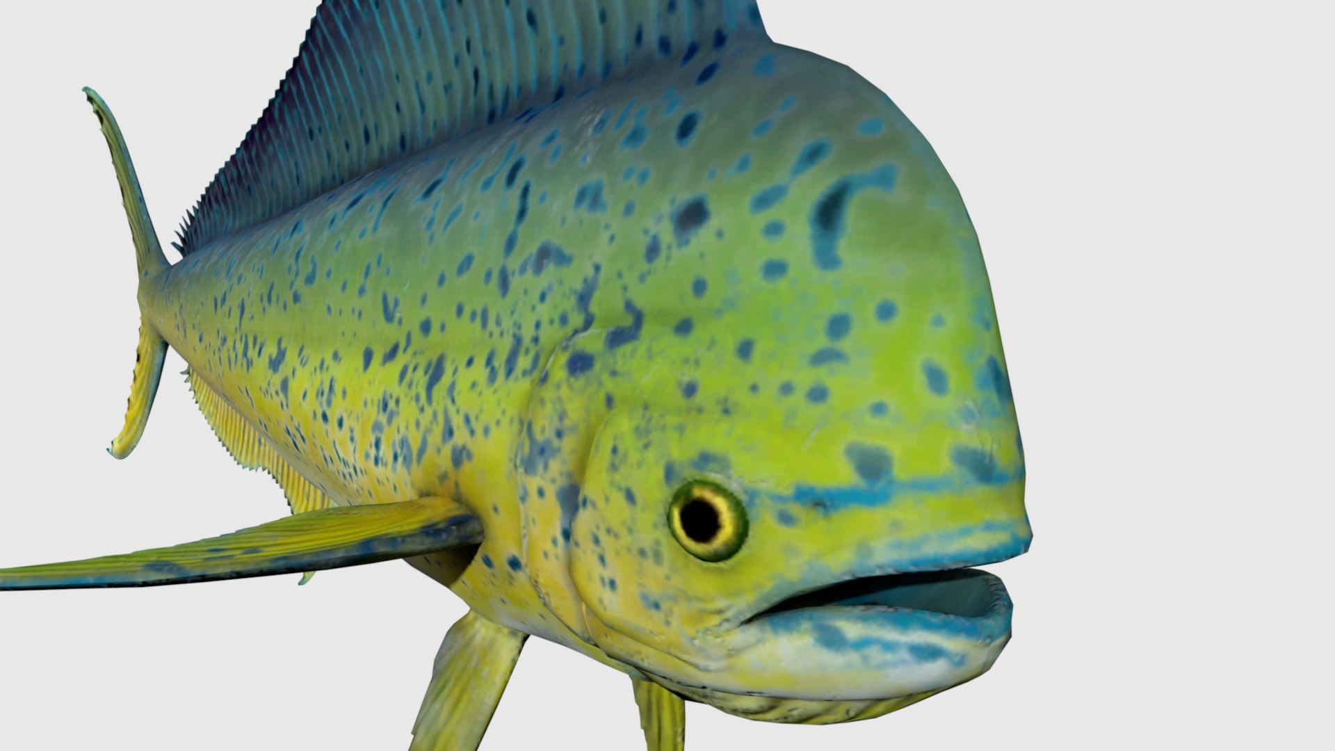 3D Mahi Fish Model - TurboSquid 2335759