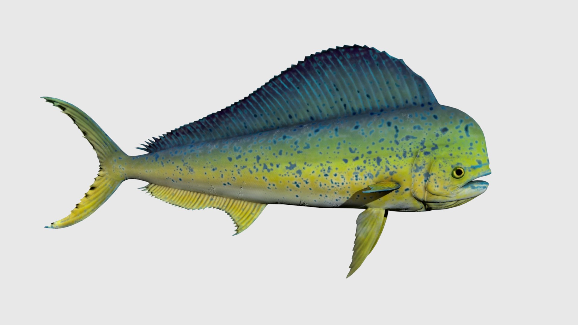 3D Mahi Fish Model - TurboSquid 2335759
