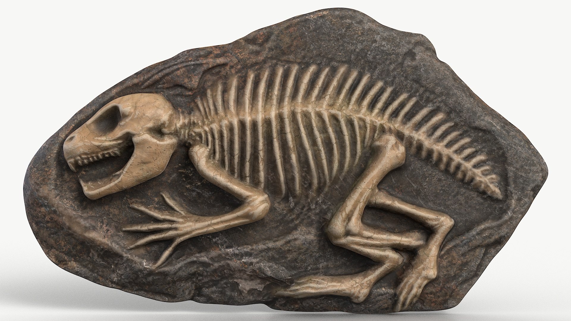 3D Fossil Ancient Animal 002 Textured - TurboSquid 2298455