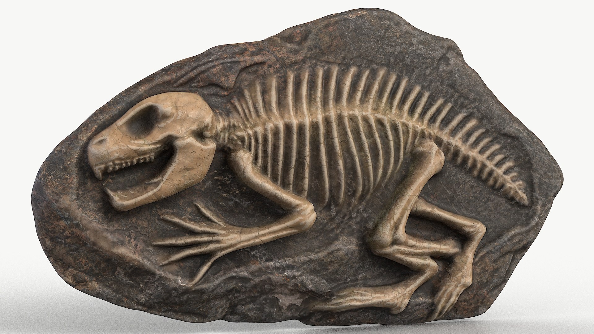 3D Fossil Ancient Animal 002 Textured - TurboSquid 2298455