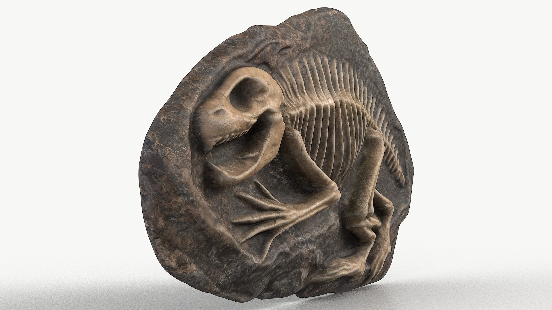 3D Fossil Ancient Animal 002 Textured - TurboSquid 2298455