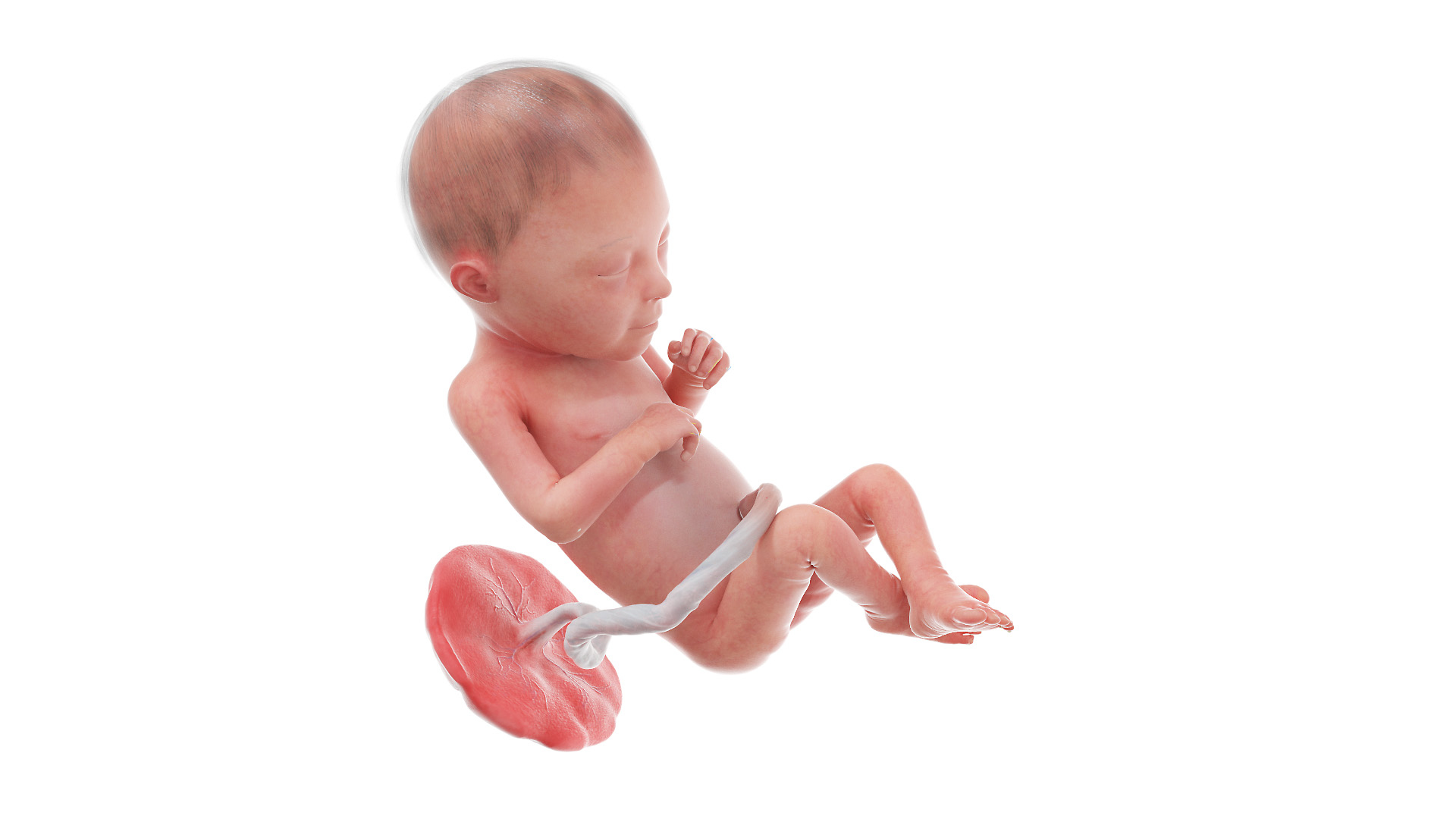 3D Model Fetus Anatomy Week 23 Static - TurboSquid 1836797