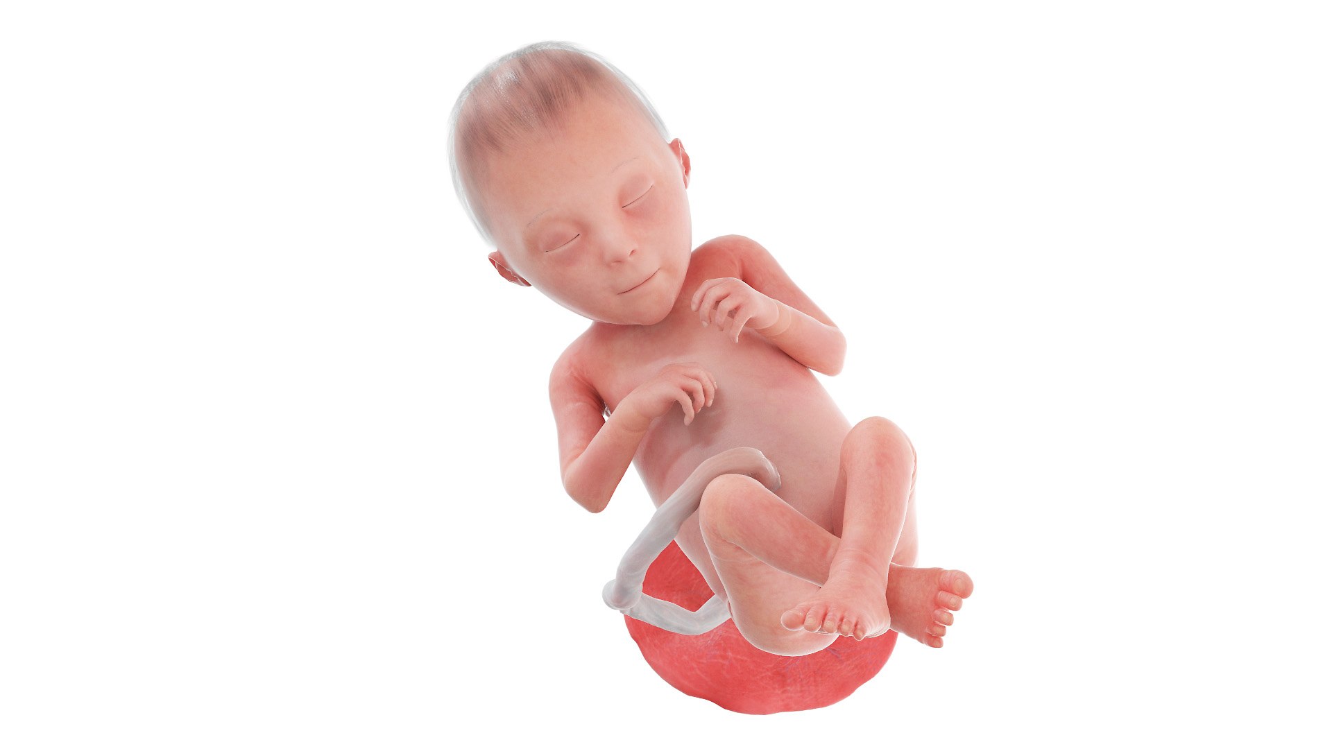3D Model Fetus Anatomy Week 23 Static - TurboSquid 1836797