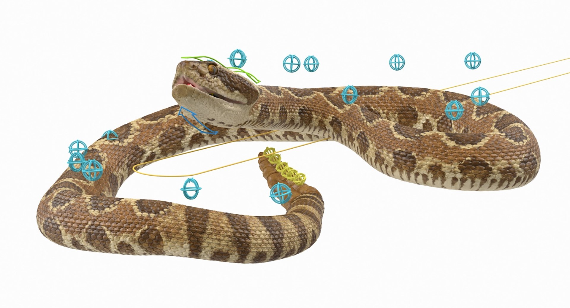 Rattlesnake Snake Rattle Rigged 3D Model - TurboSquid 1398429