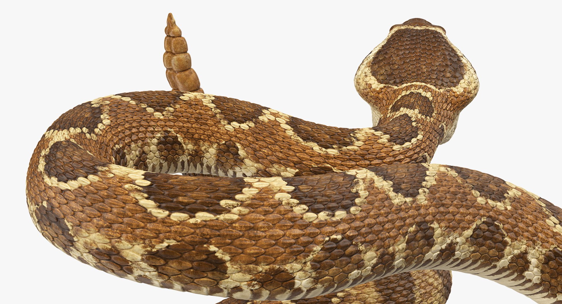 Rattlesnake snake rattle rigged 3D model - TurboSquid 1398429