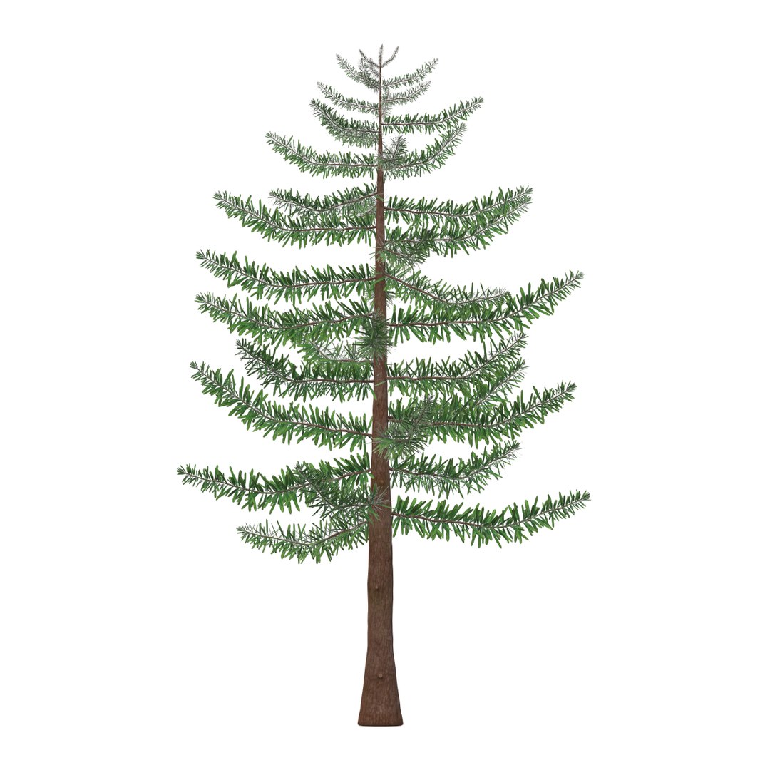 Evergreen Tree 3D - TurboSquid 2331139