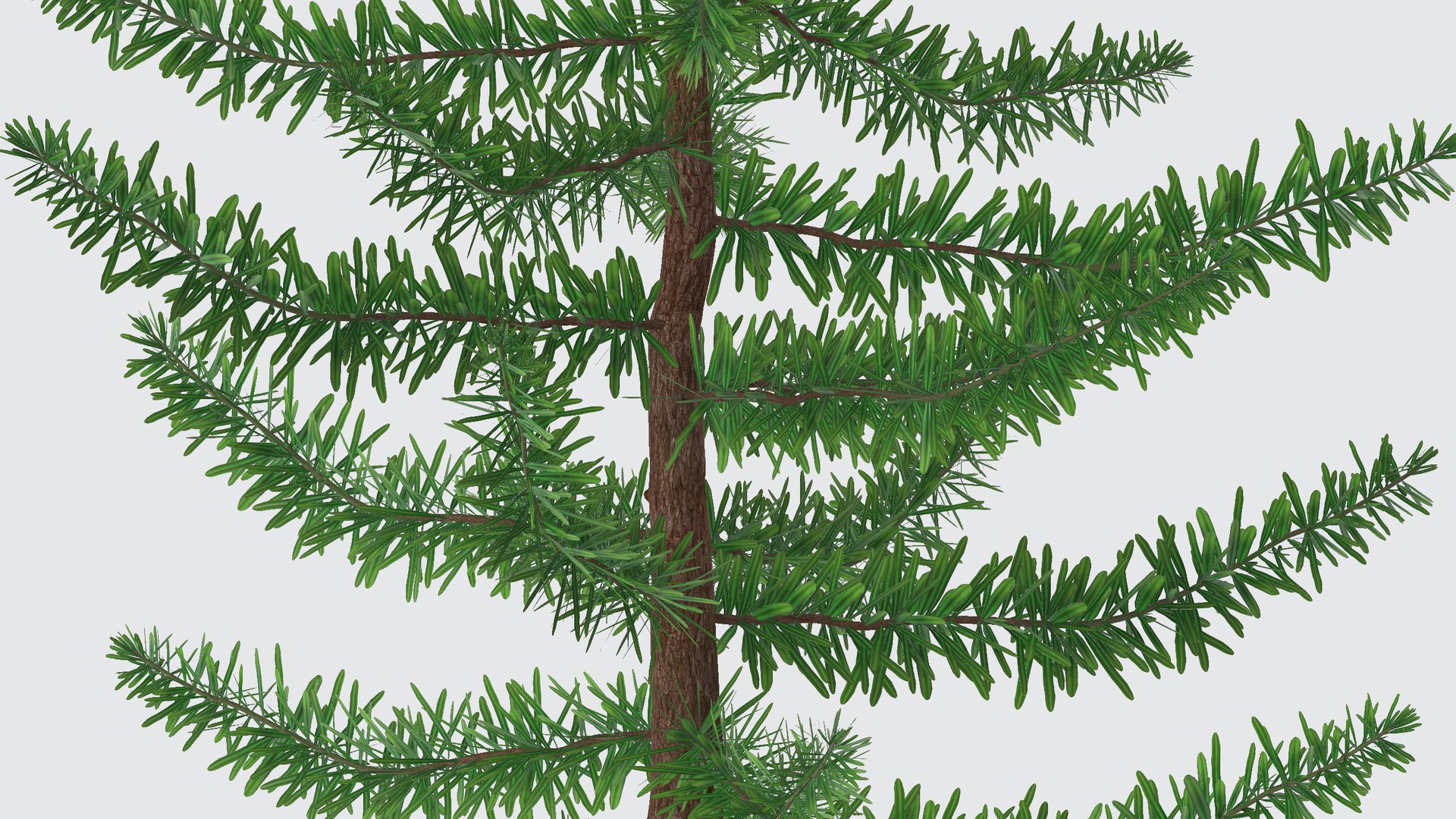 Evergreen Tree 3D - TurboSquid 2331139