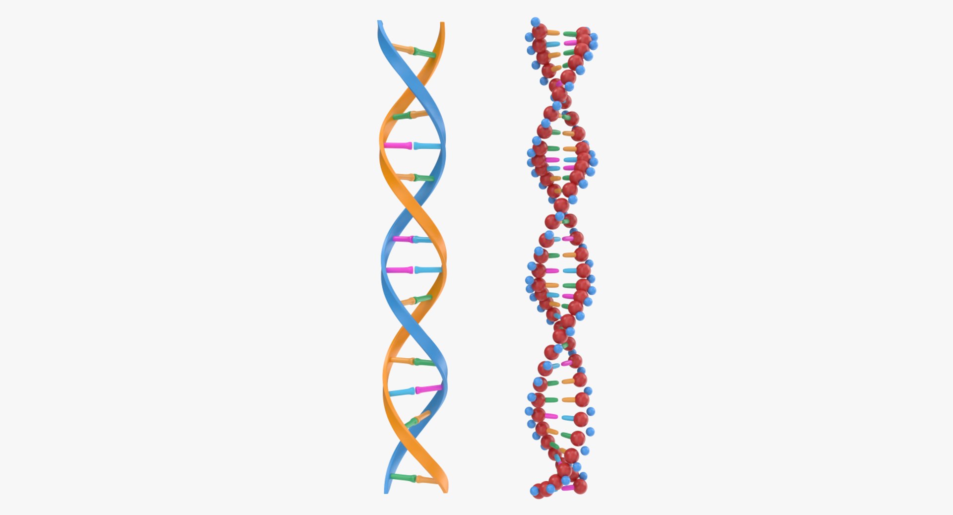 3D Dna Strand Model - TurboSquid 1271487