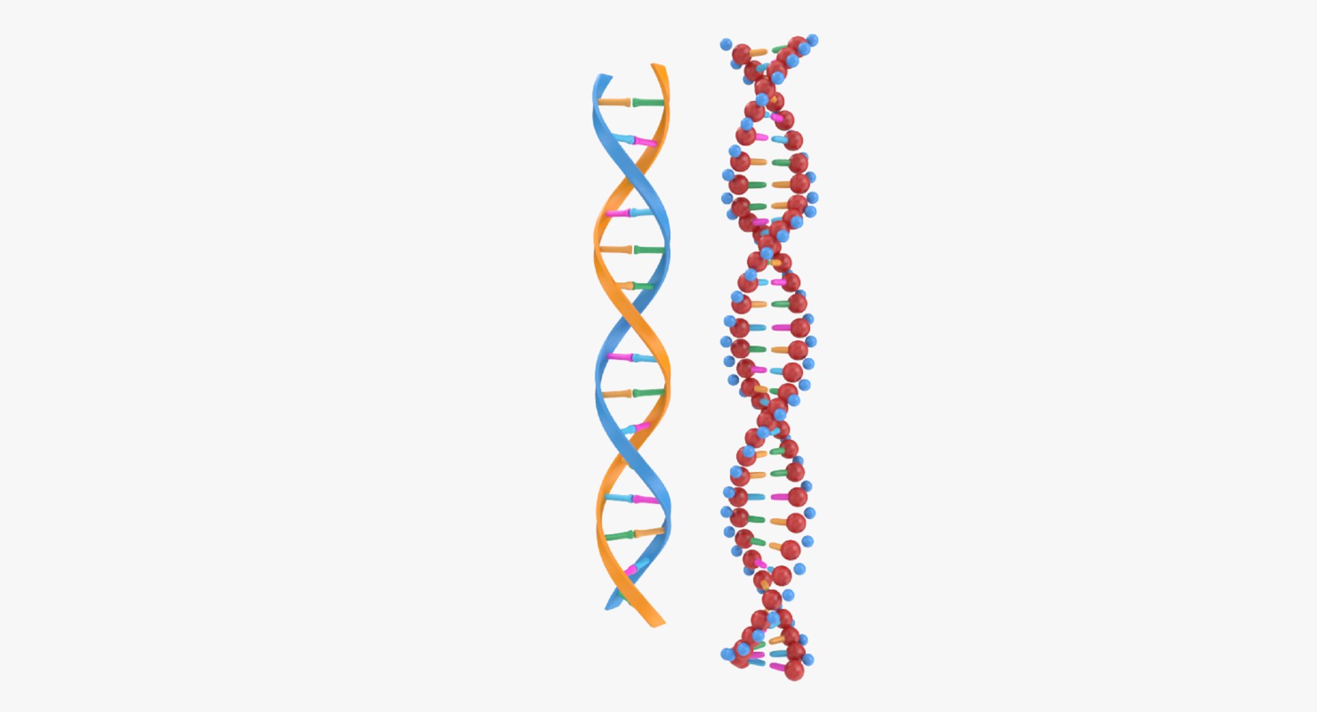3D Dna Strand Model - TurboSquid 1271487