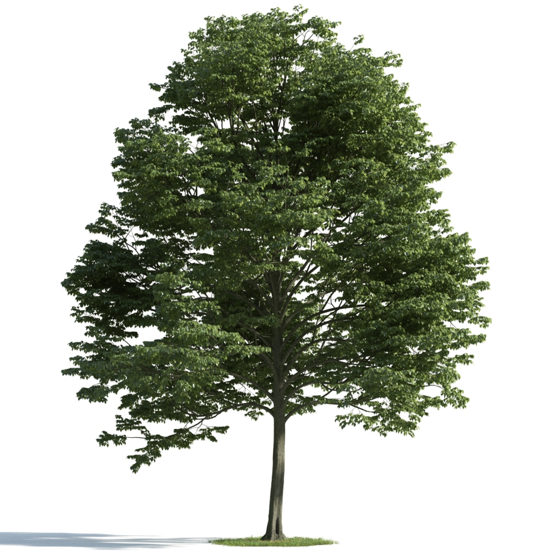 3d archmodels vol 163 trees