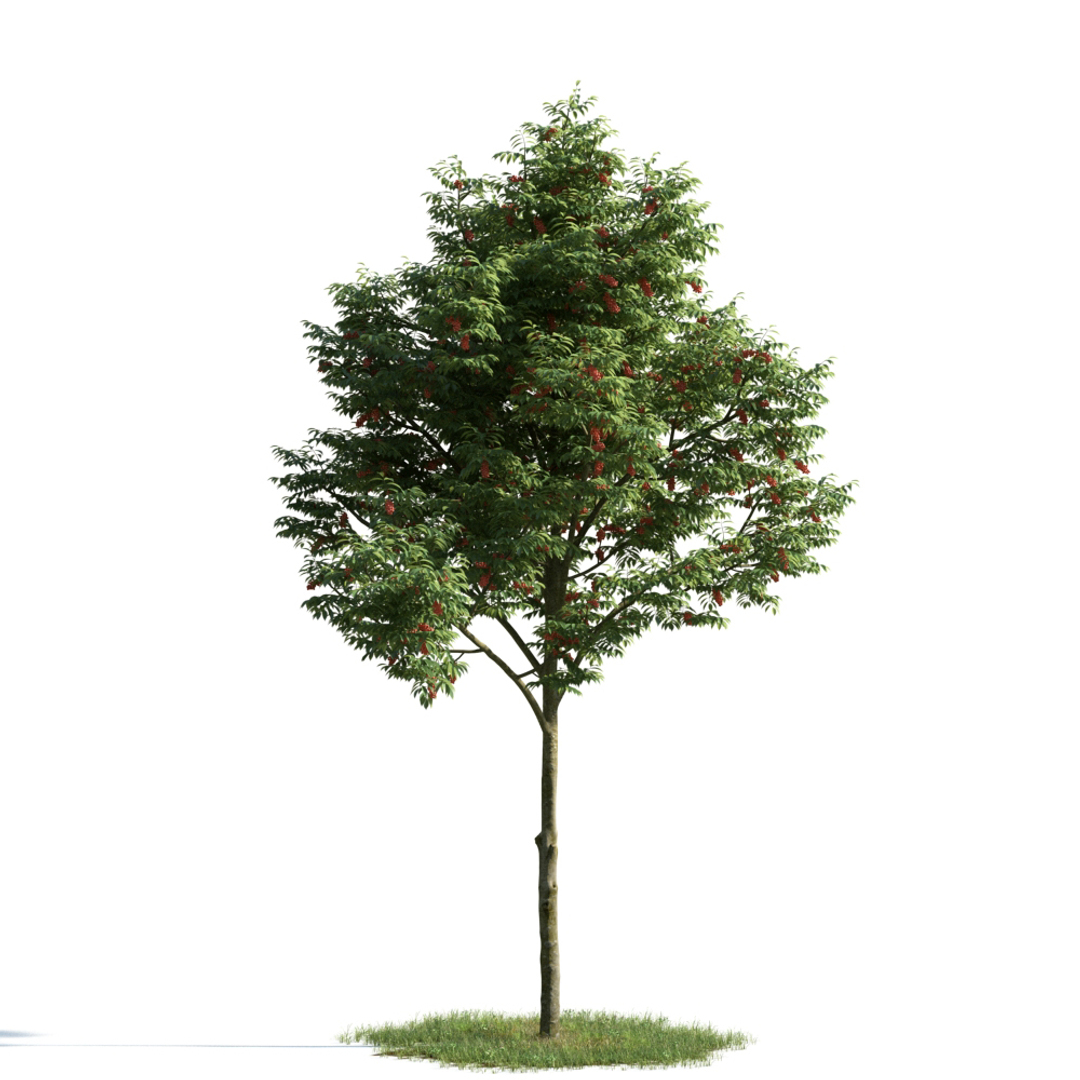 3d archmodels vol 163 trees