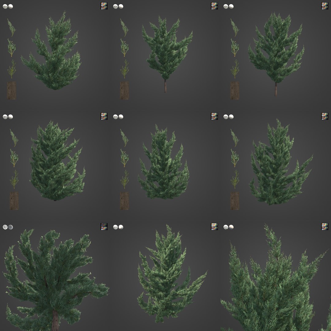 2021 PBR Chinese Juniper Collection - Juniperus Chinensis Kaizuka 3D - TurboSquid 1763173