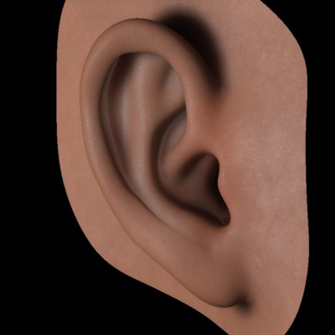 Human Ear 3d Model
