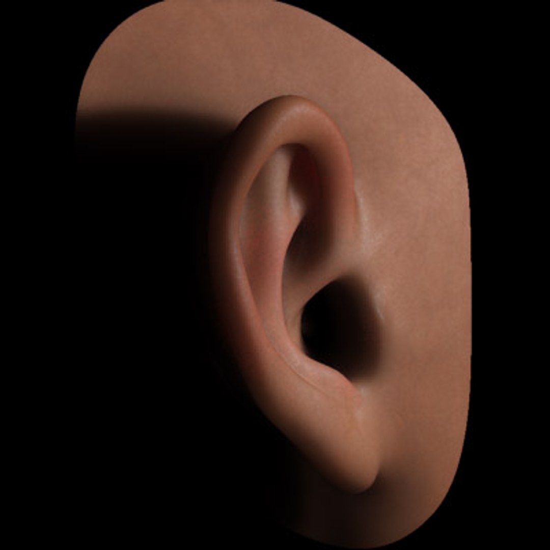 Human Ear 3d Model