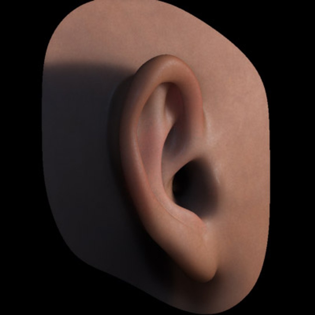 Human Ear 3d Model