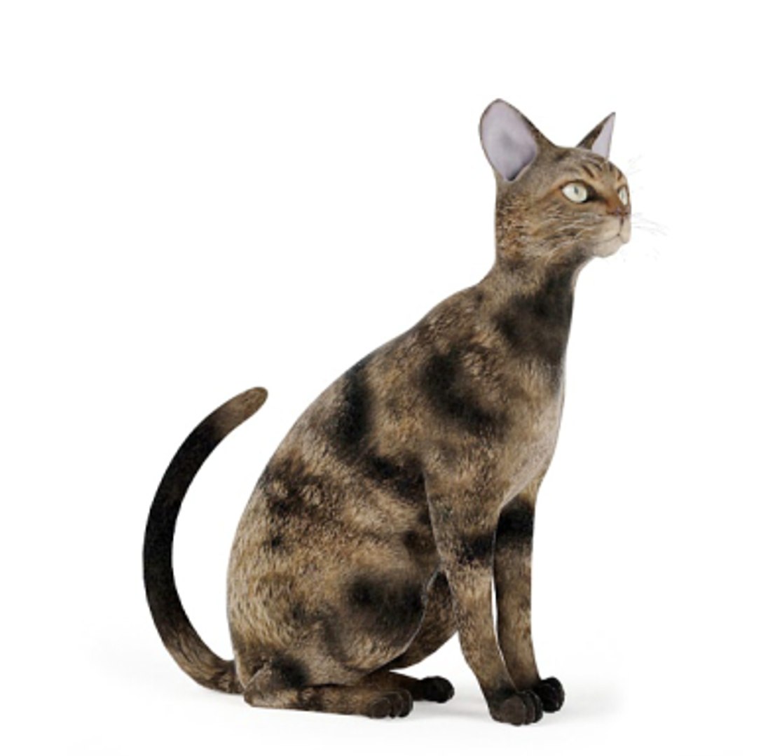 Cats Collection 3D Model - TurboSquid 2146816