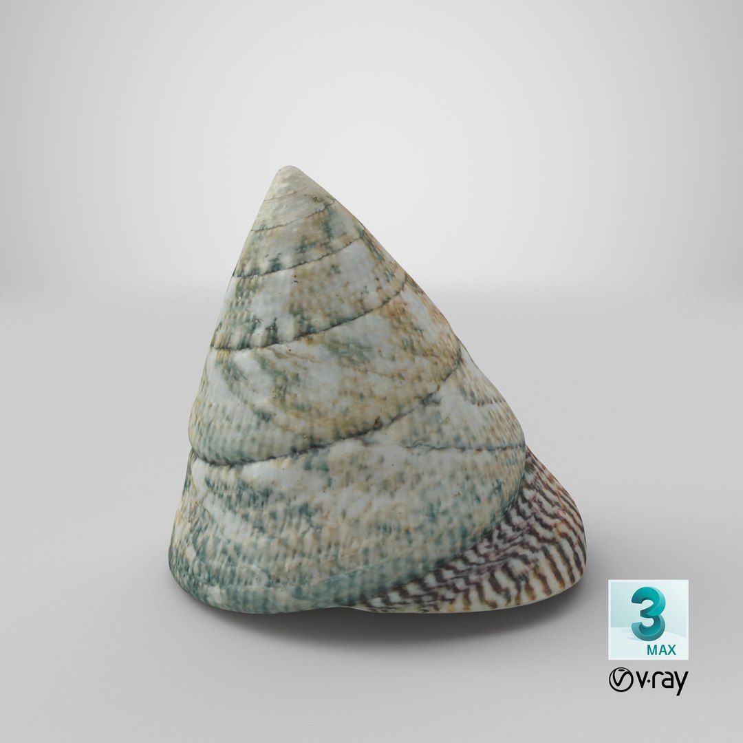 Sea Shell Seashell 3D Model - TurboSquid 1702232