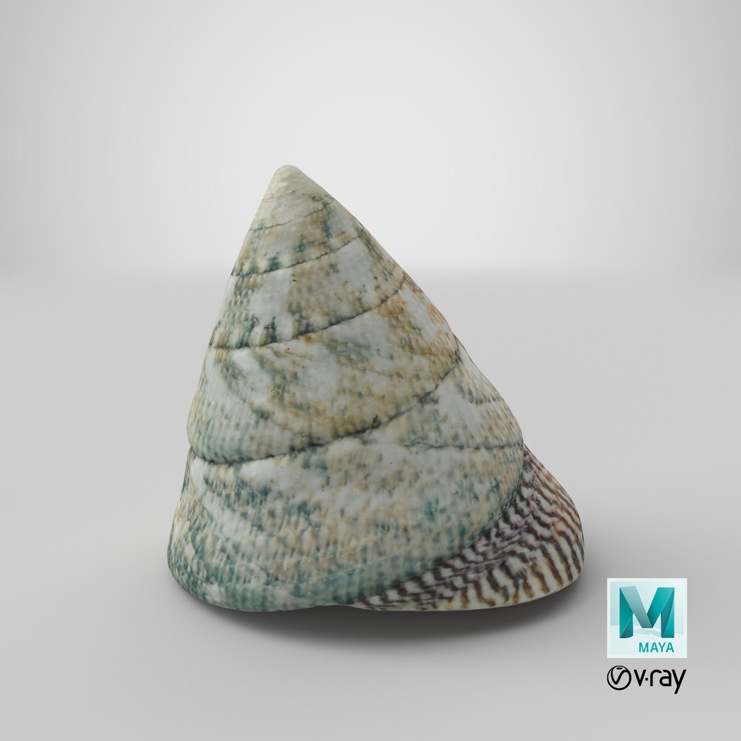 Sea Shell Seashell 3D Model - TurboSquid 1702232