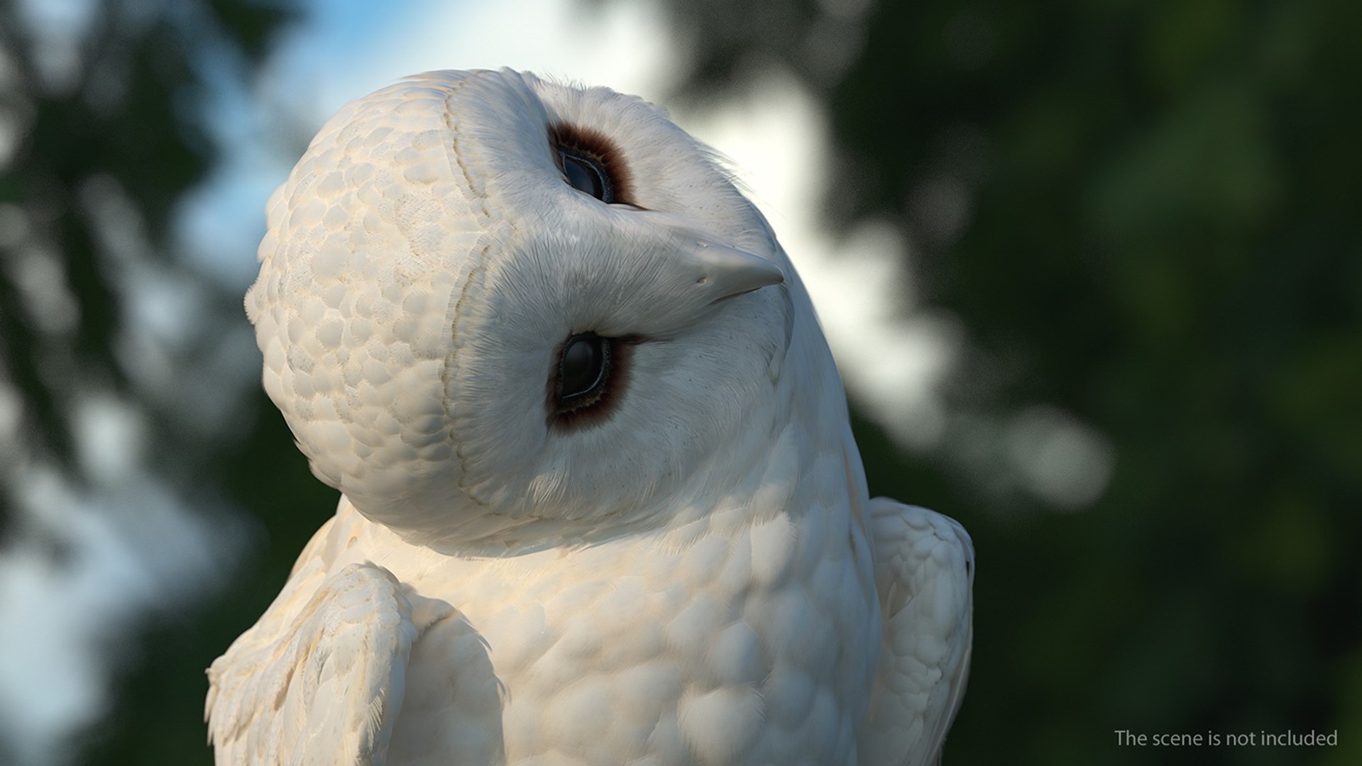 3D Model White Barn Owl Rigged - TurboSquid 1496265