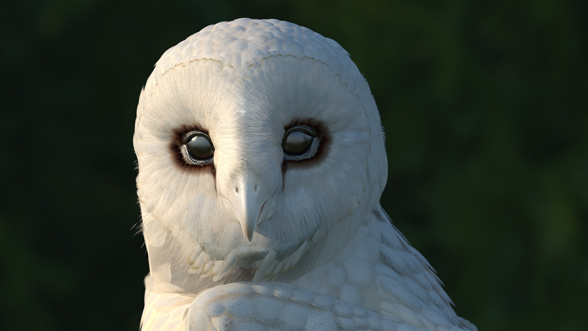 3D model white barn owl rigged - TurboSquid 1496265