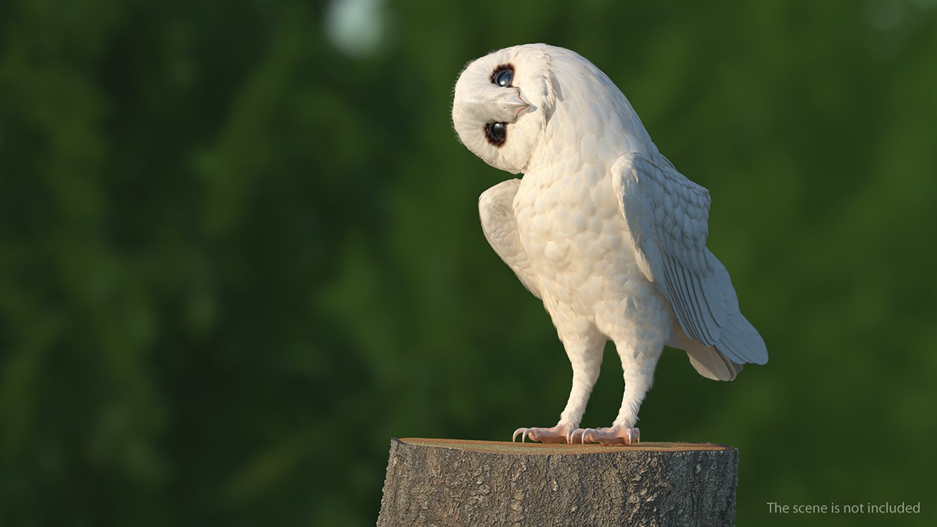3D Model White Barn Owl Rigged - TurboSquid 1496265