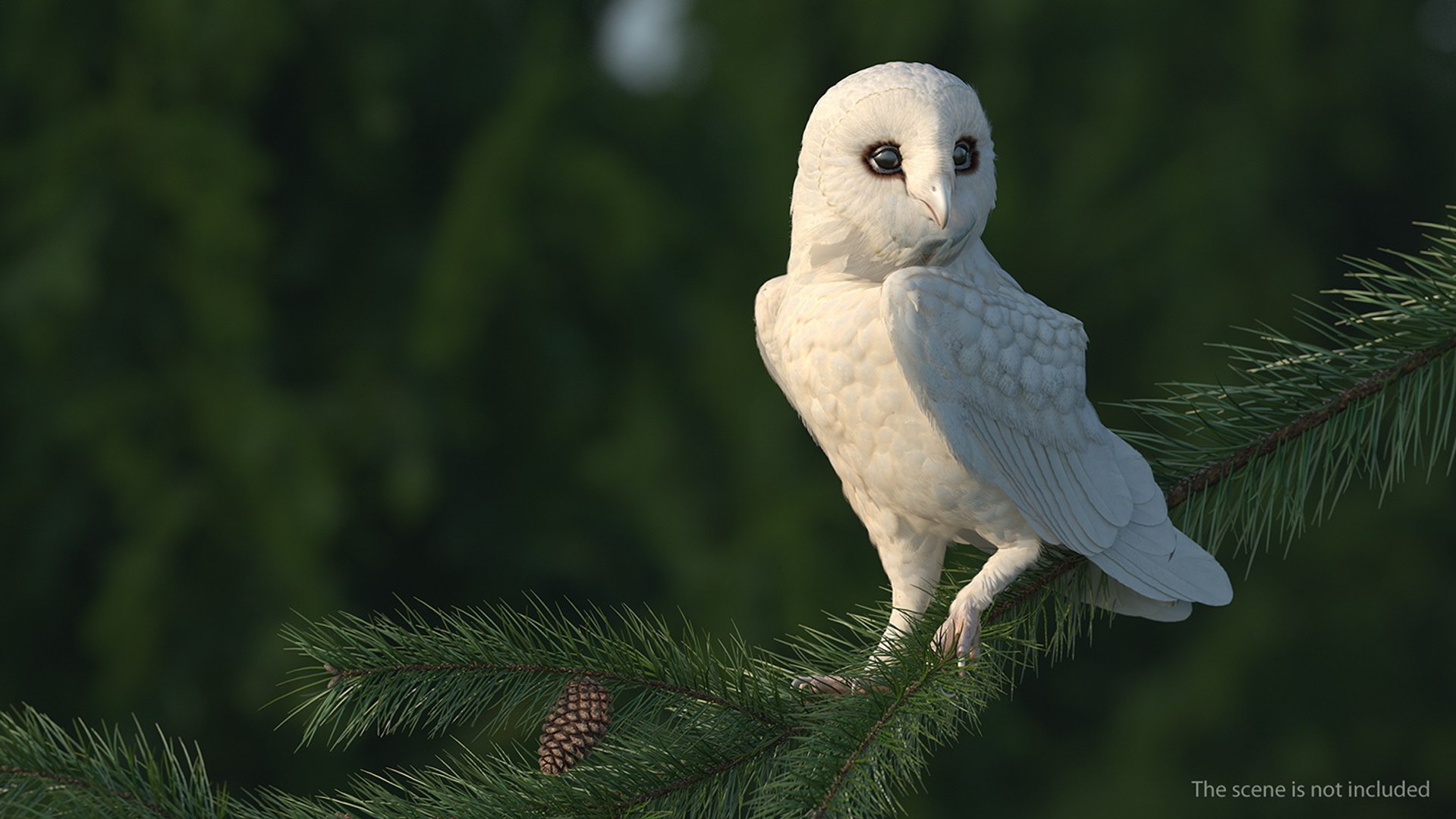 3D Model White Barn Owl Rigged - TurboSquid 1496265